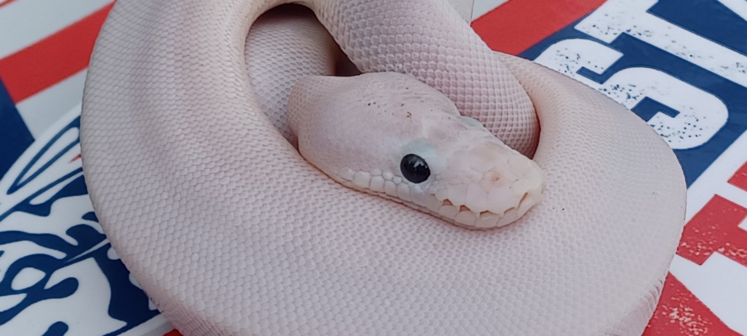 Ivory Ball Python by 1st Class Pythons - MorphMarket