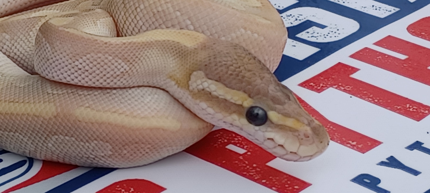 Crystal Ball Python by 1st Class Pythons - MorphMarket