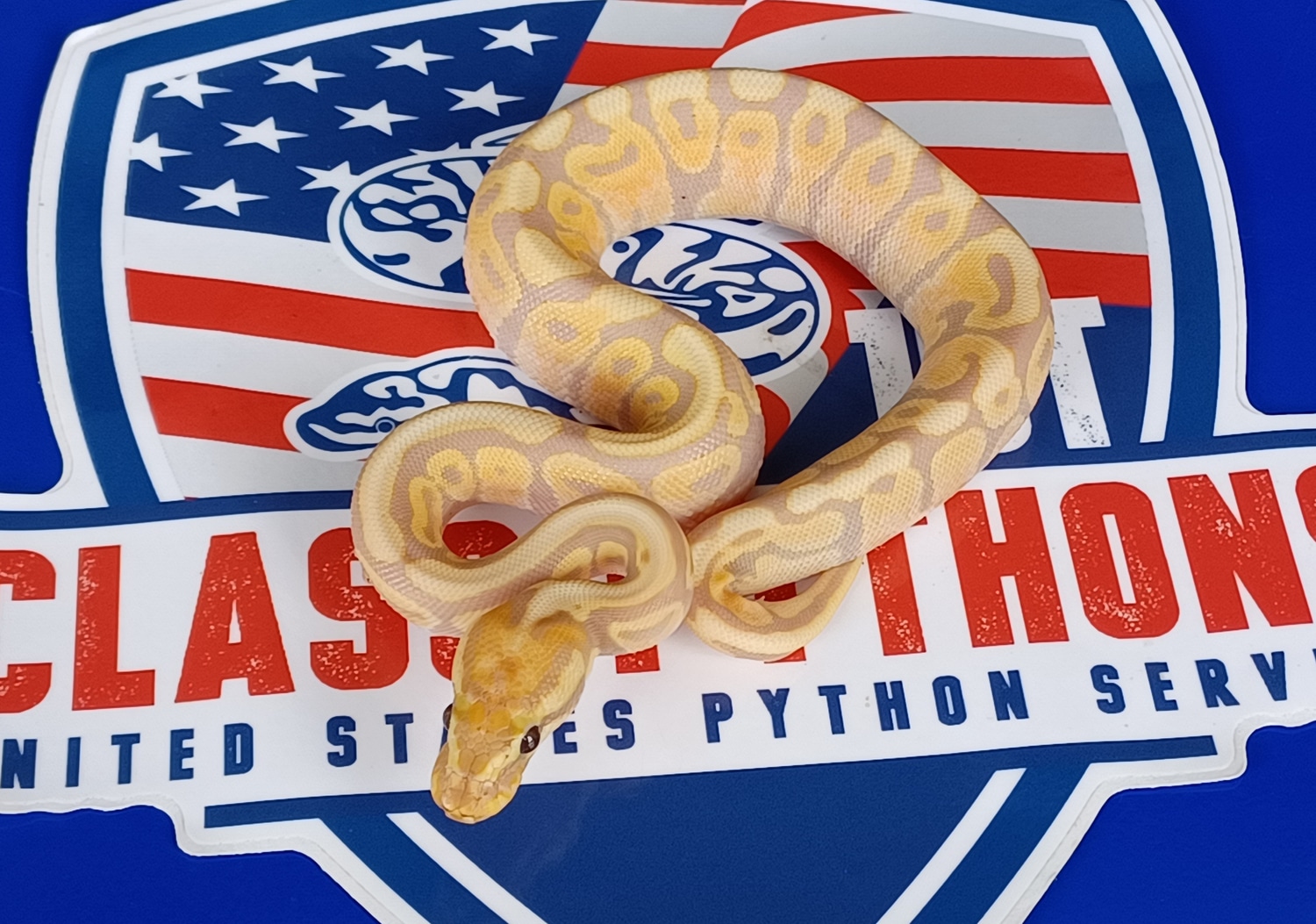 Banana Spotnose Ball Python by 1st Class Pythons - MorphMarket