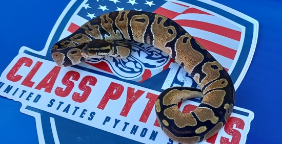 Jolliff Tiger 66% Het Clown 66% Het Jolliff Axanthic Ball Python by 1st ...