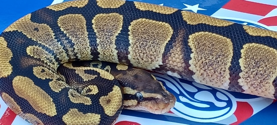 Lucifer Ball Python By 1st Class Pythons 