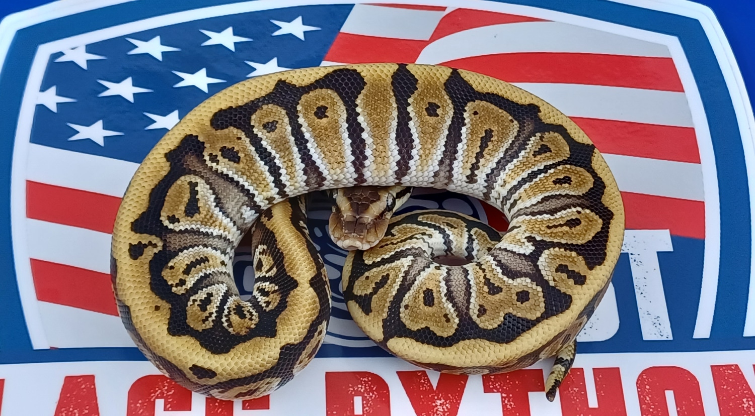 HGW Ball Python by 1st Class Pythons - MorphMarket