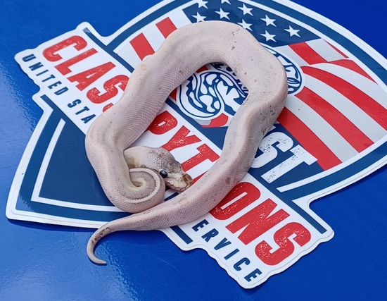 Mota Cinnamon Super Pastel 100% Het Pied 50% Het Hypo Ball Python by ...