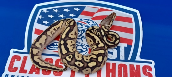 Mota Pastel 100% Het Pied 50% Het Hypo Ball Python by 1st Class Pythons