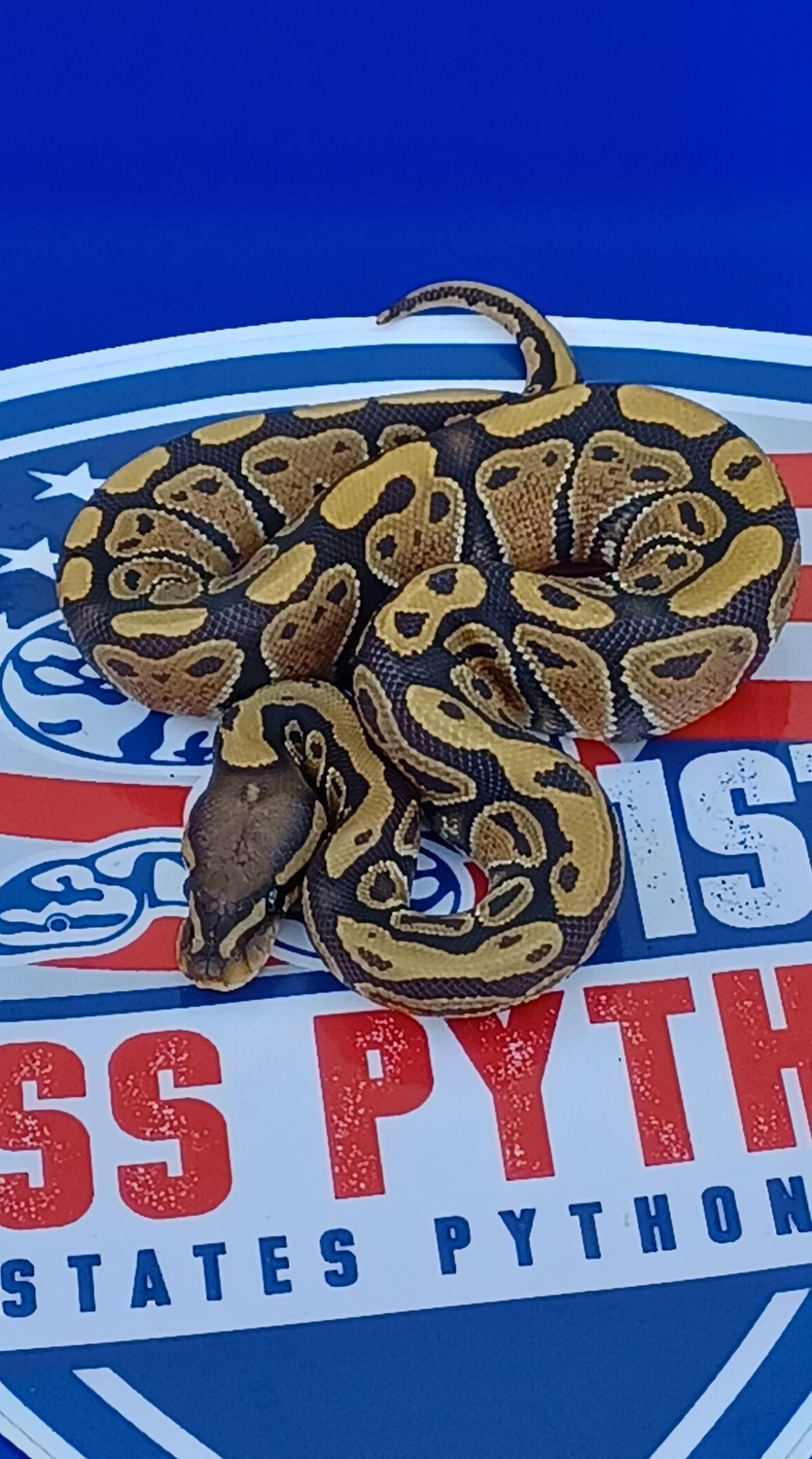 Hypo Ball Python by 1st Class Pythons - MorphMarket