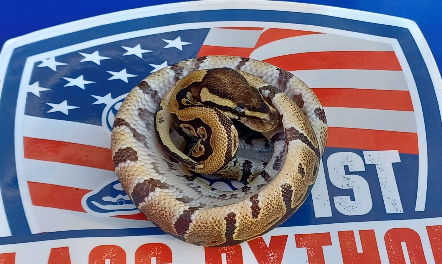 Normal 100% Het Desert Ghost Ball Python by 1st Class Pythons - MorphMarket