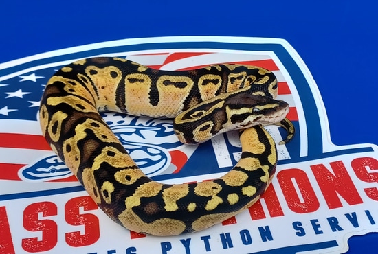 Pastel Dbl Het Pied/hypo Ball Python by 1st Class Pythons