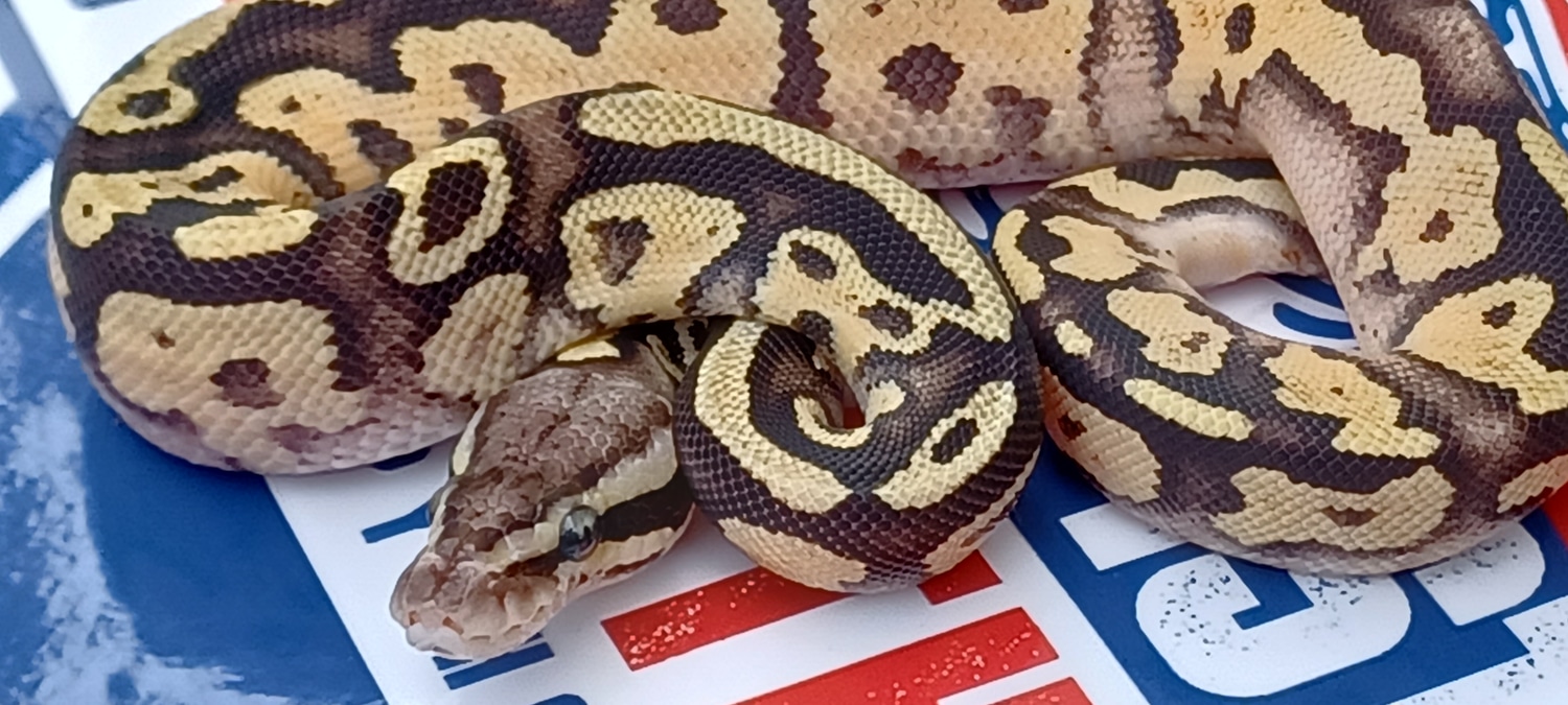 Mota Pastel Het Pied Pos Het Hypo Ball Python by 1st Class Pythons ...