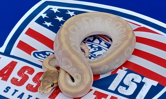 Special Mojave Ball Python by 1st Class Pythons