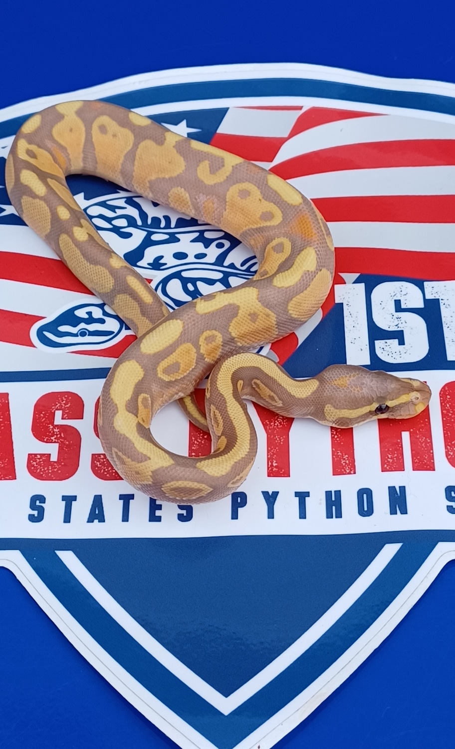 Banana Yellow Belly Ball Python by 1st Class Pythons - MorphMarket