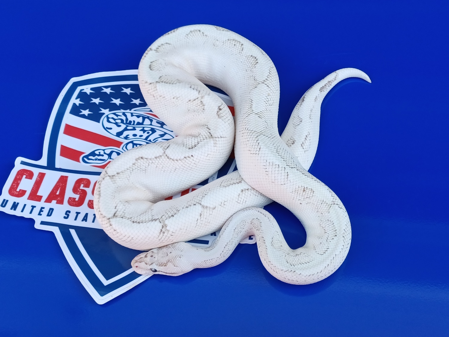 Bamboo HRA Enchi SuperStripe Ball Python by 1st Class Pythons - MorphMarket