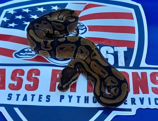 YB/Specter Ball Python by 1st Class Pythons