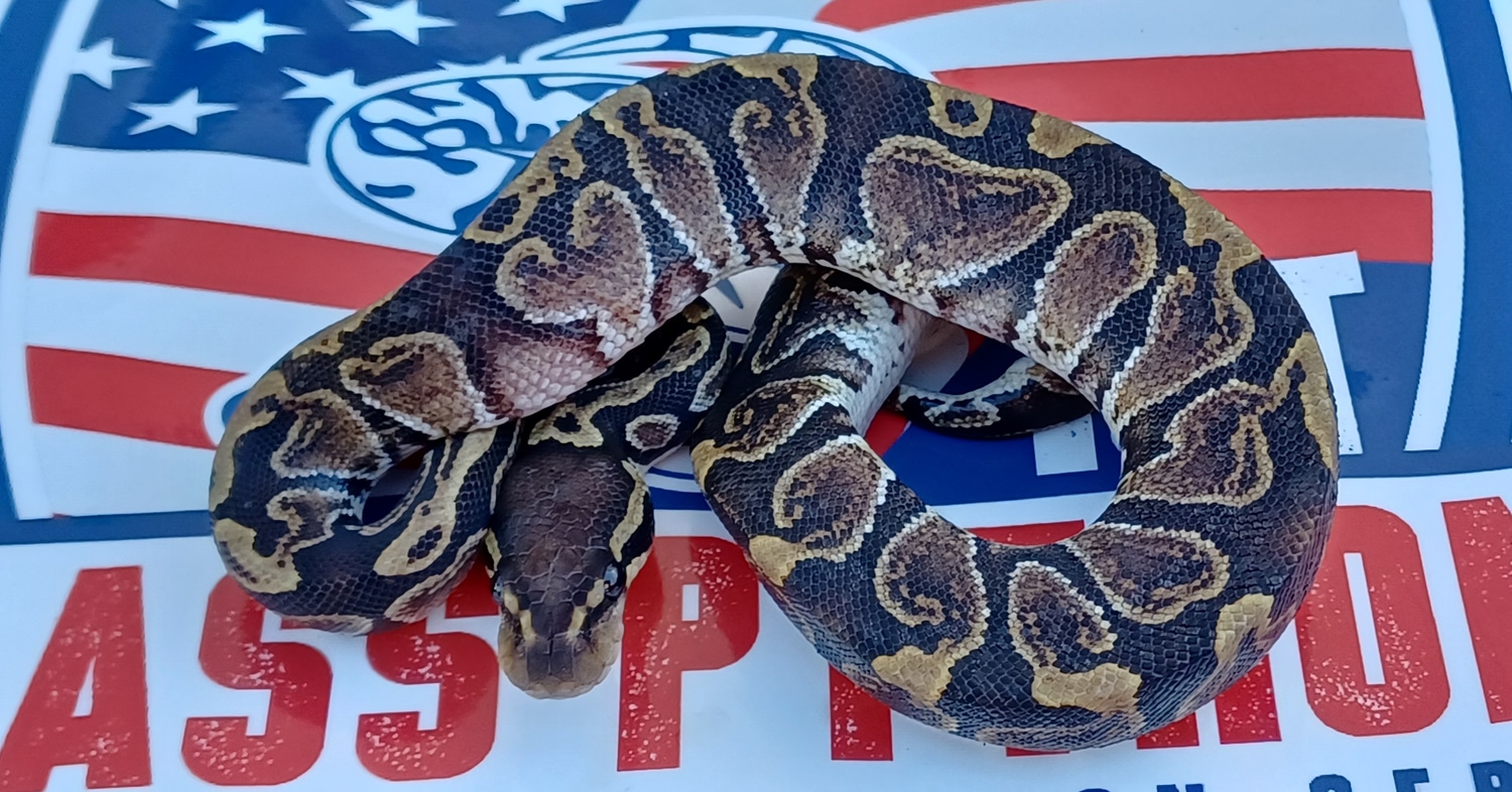 GHI Ball Python by 1st Class Pythons - MorphMarket