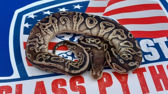 Black Pewter Dbl Het Hypo/pied Ball Python by 1st Class Pythons