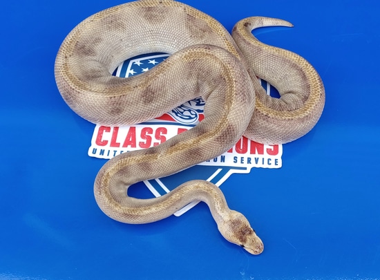 Champagne Enchi 100% Het Hypo Ball Python by 1st Class Pythons