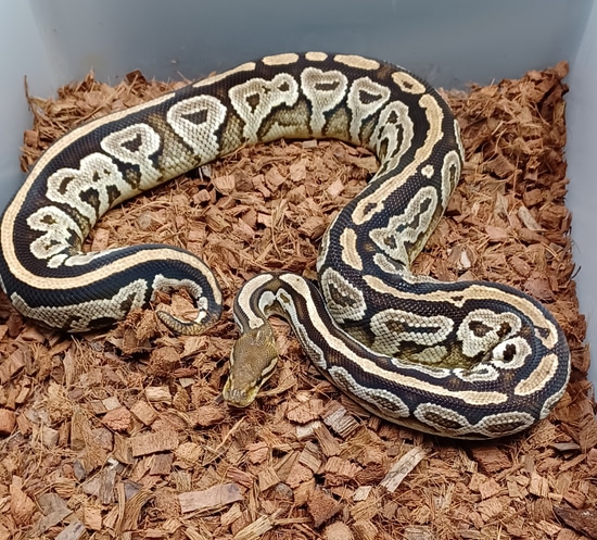 Bongo Special 100% Het Ultramel Ball Python by 1st Class Pythons
