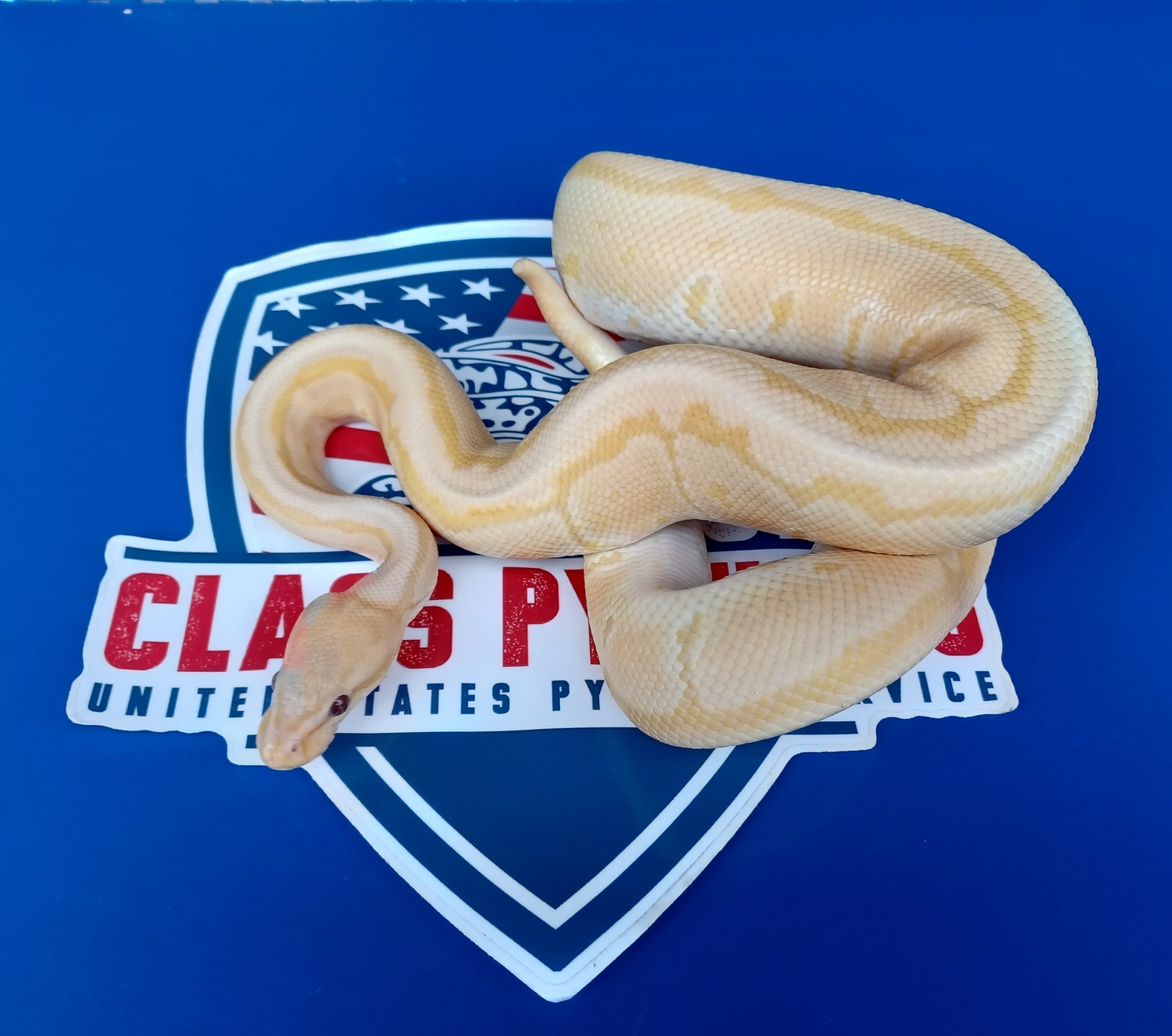 Banana Pinstripe Ultramel Ball Python by 1st Class Pythons - MorphMarket