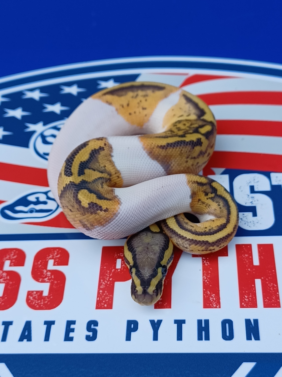 Pastel Hypo Pied Ball Python by 1st Class Pythons - MorphMarket