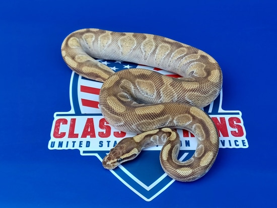 Enchi Lesser 100% Het DG Ball Python by 1st Class Pythons