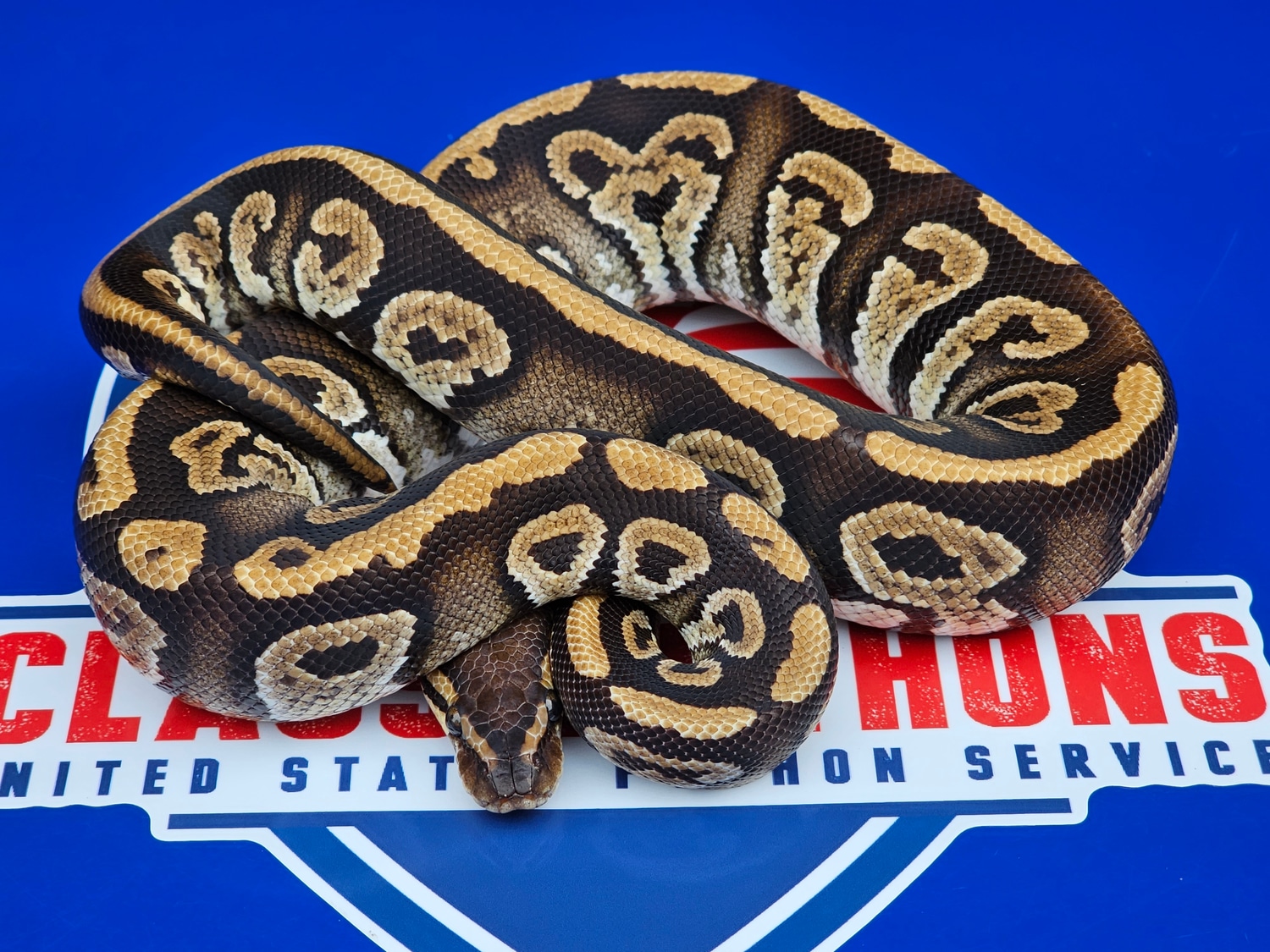 Mystic Nanny Ball Python by 1st Class Pythons - MorphMarket