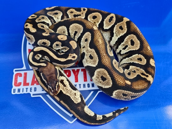 Black Head Pastel Ball Python by 1st Class Pythons