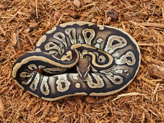 Mystic Nanny Ball Python by 1st Class Pythons