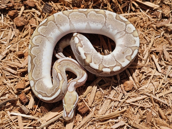 Bamboo Yb Or Specter 100% Het Genetic Stripe Ball Python by 1st Class Pythons