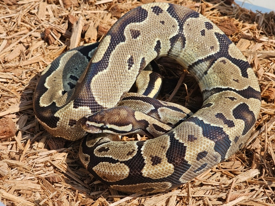 Mota Window Ball Python by 1st Class Pythons
