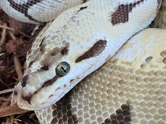 Tiger Pastel Spider 100% Het Jolliff Axanthic 100% Het Clown Ball ...