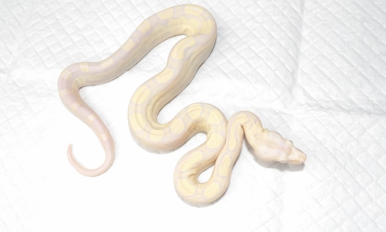 Motley Moonglow 78g Boa Constrictor by Hansen's Reptile House