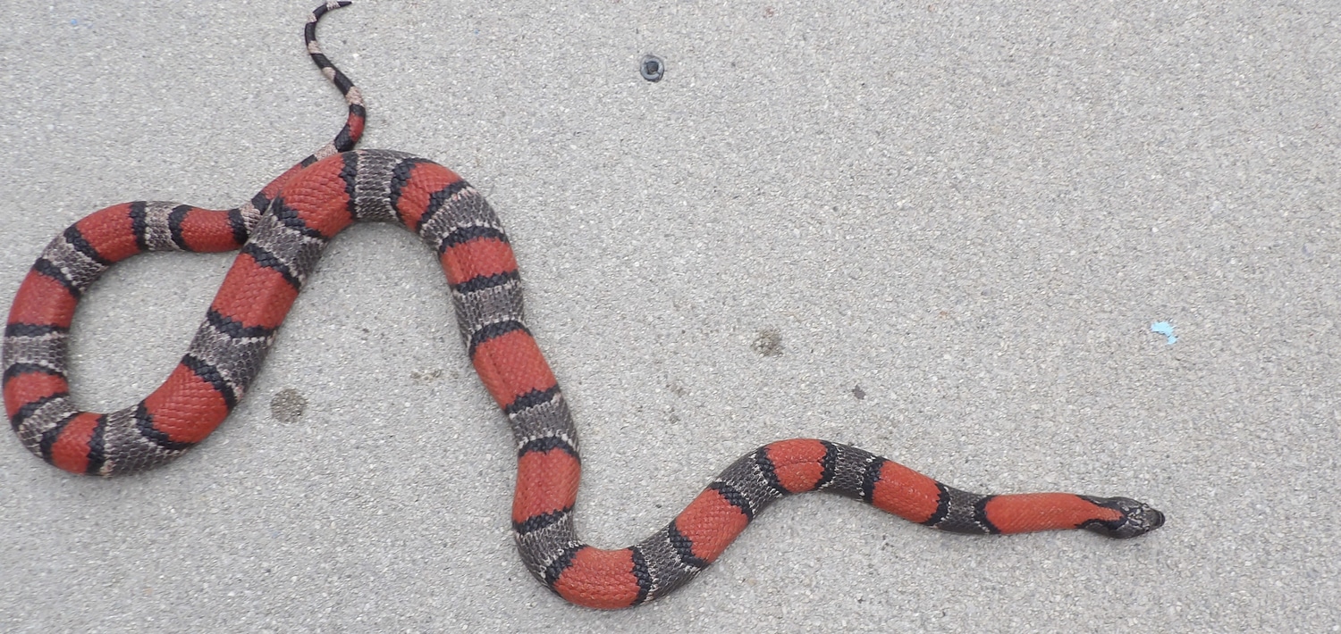 Grey Banded King Snake Gray-banded Kingsnake by Hansen's Reptile House ...