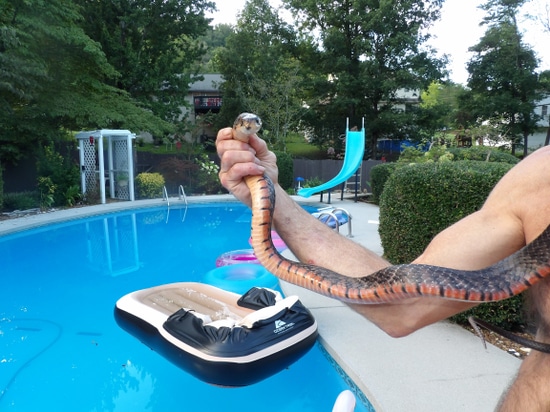 Mexican Indigo Cribo & Indigo Snakes by Hansen's Reptile House