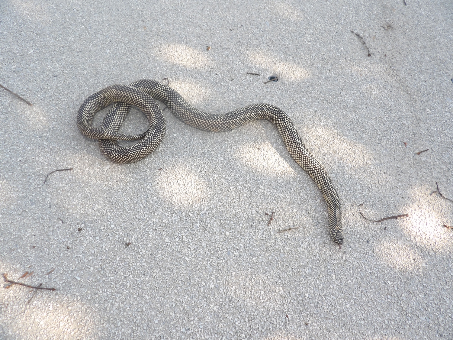 Female Goini Apalachicola Kingsnake by Hansen's Reptile House - MorphMarket