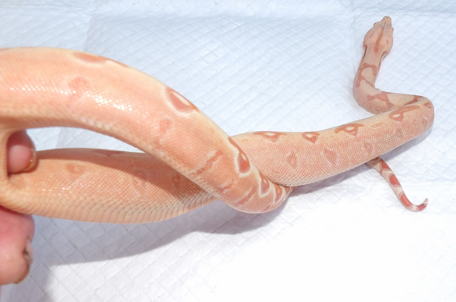 Sunglow 100% Blood Boa Constrictor by Hansen's Reptile House - MorphMarket