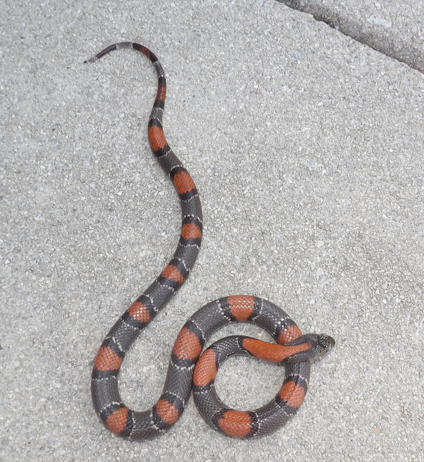 Grey Band Black Gap Male Gray-banded Kingsnake by Hansen's Reptile ...
