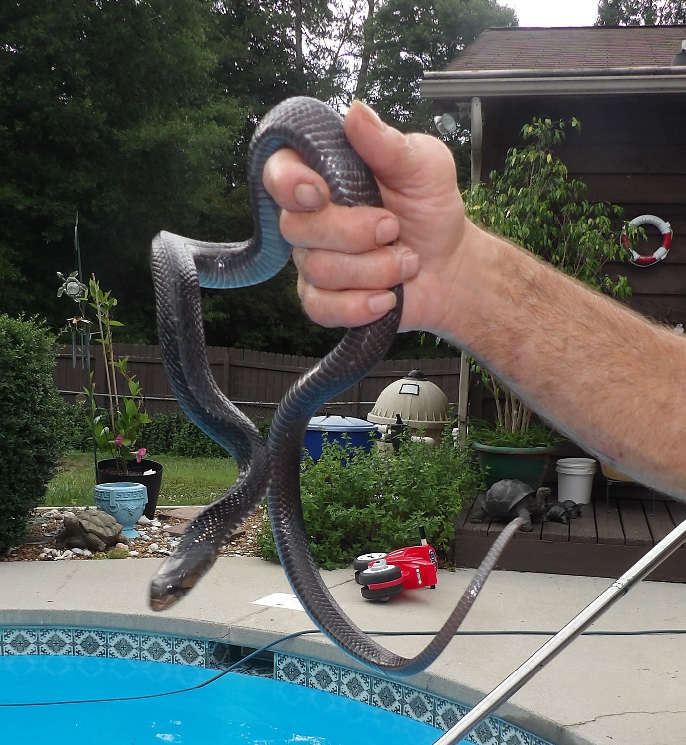 Texas Indigo Female 2020 Indigo Snake by Hansen's Reptile House ...