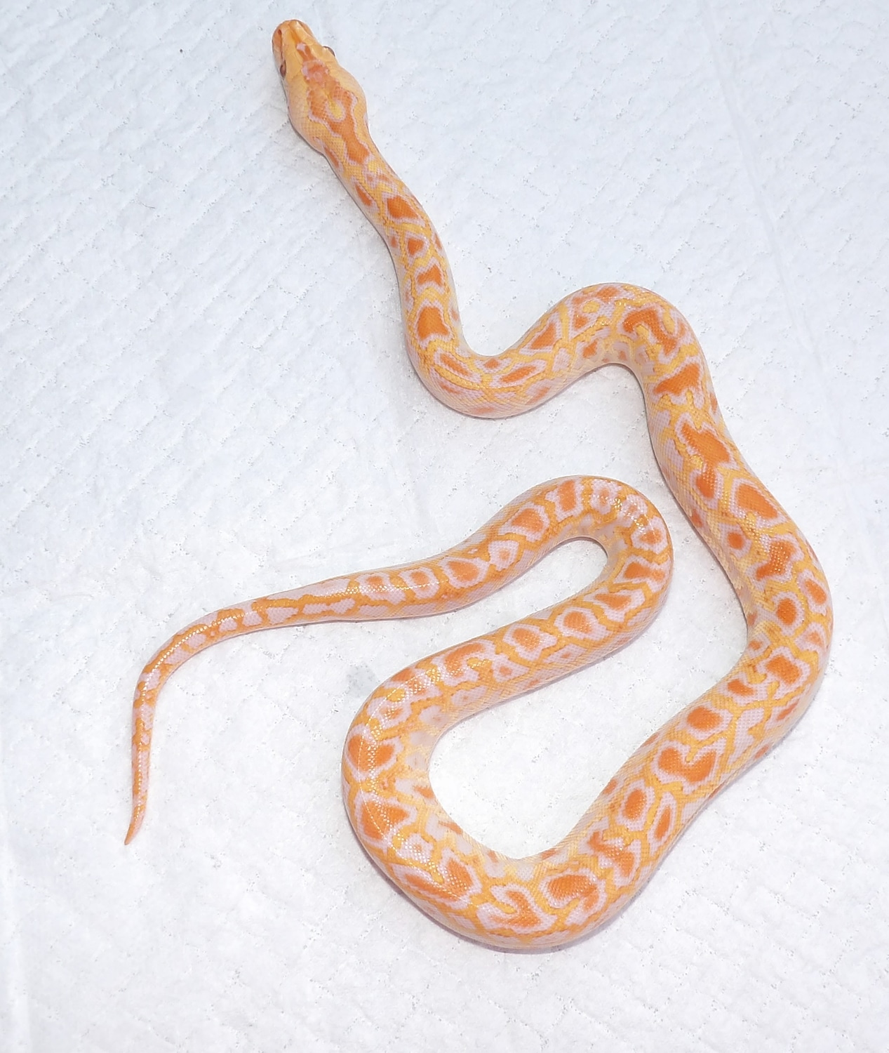 Albino 100% Het Granite Burmese Python by Hansen's Reptile House ...