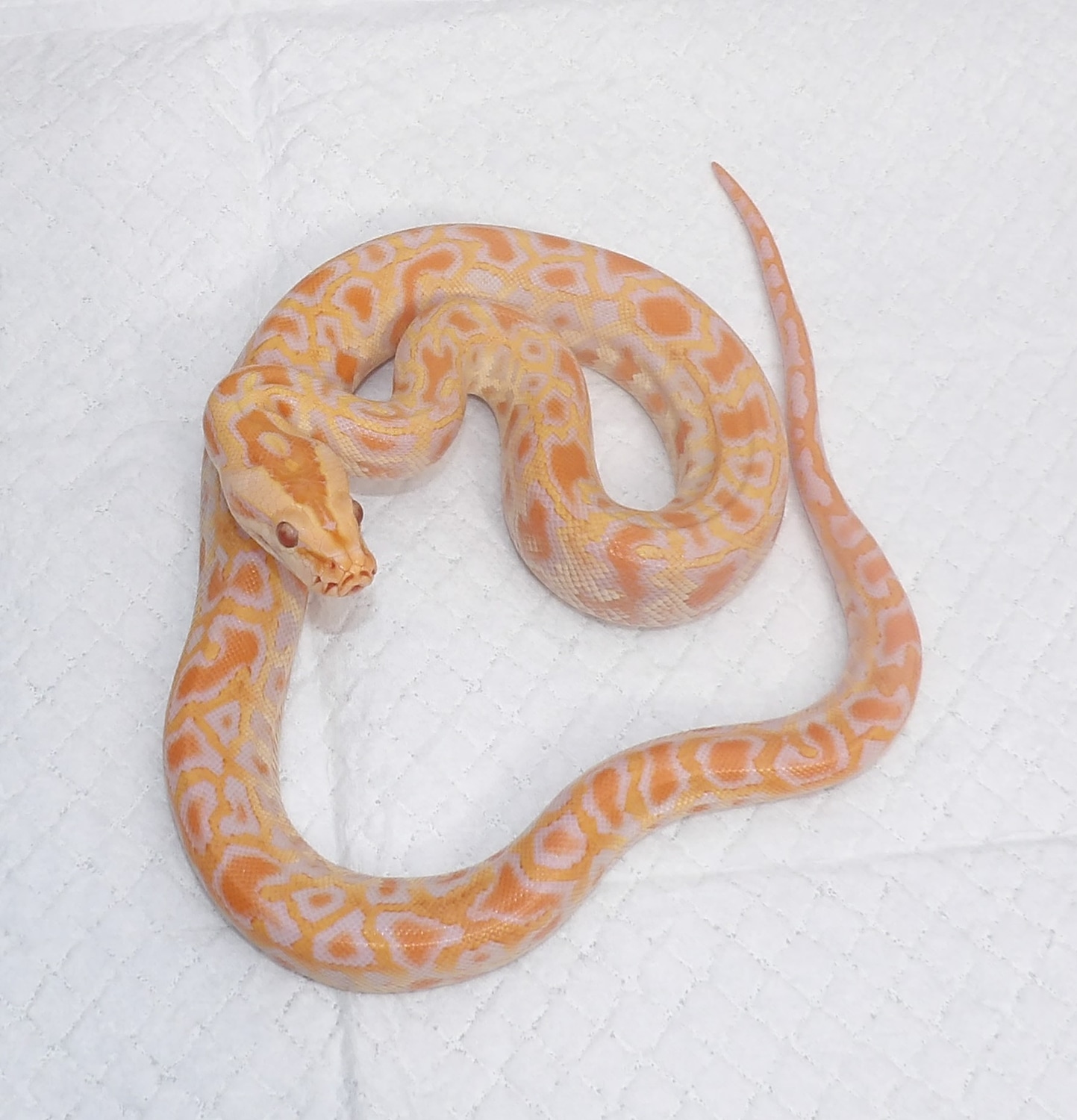 Albino 100% Het Granite Burmese Python by Hansen's Reptile House ...