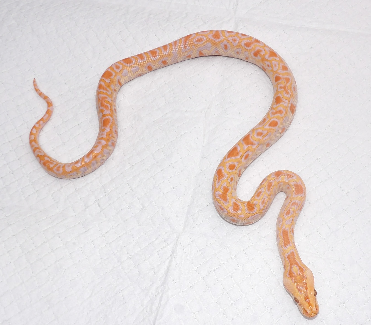 Albino 100% Het Granite Burmese Python by Hansen's Reptile House ...