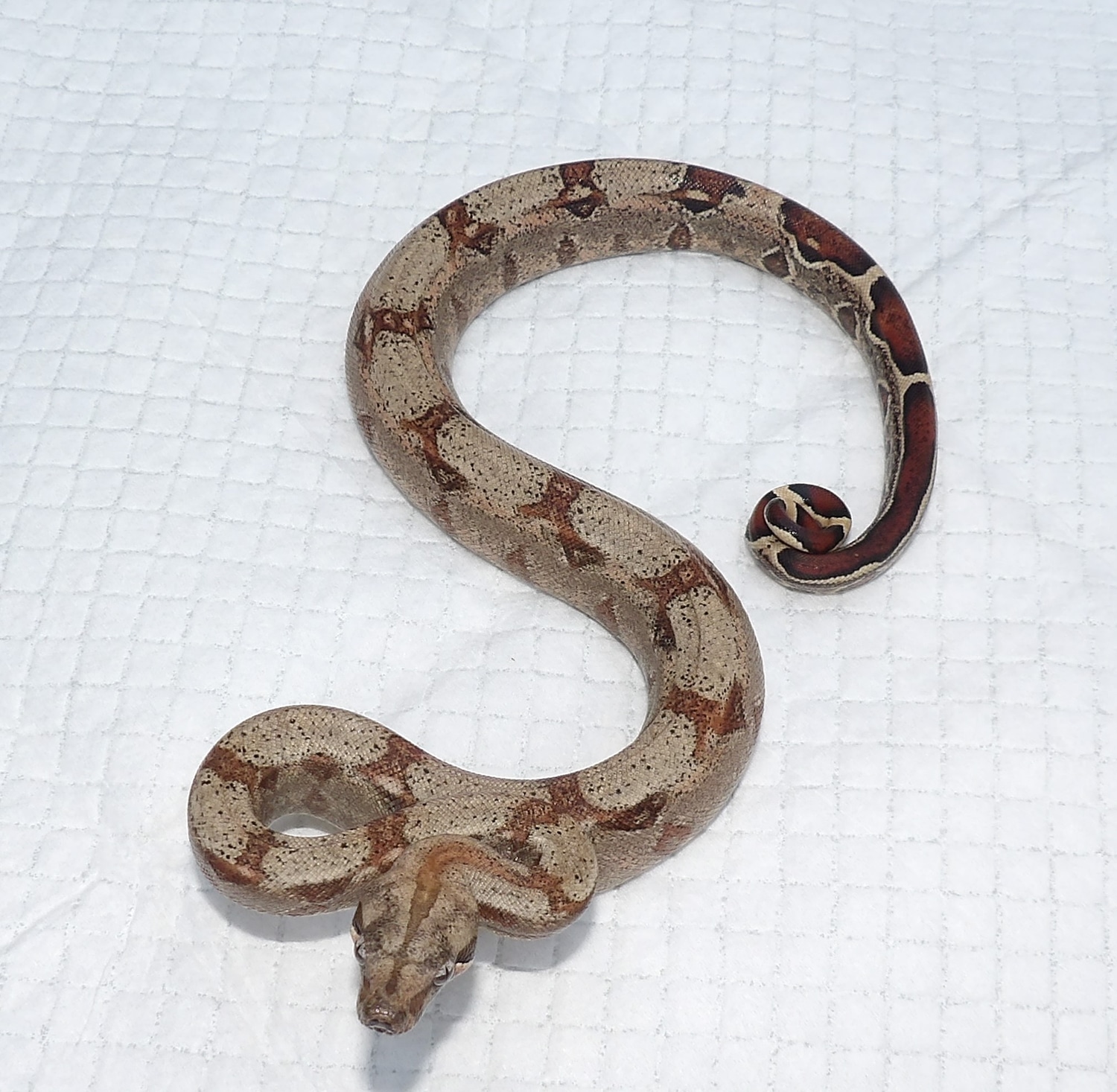 66% Het Vpi Albino Boa Constrictor by Hansen's Reptile House - MorphMarket