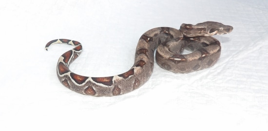 66% Double Het Sterling ,anery Type 1 Boa Constrictor by Hansen's ...