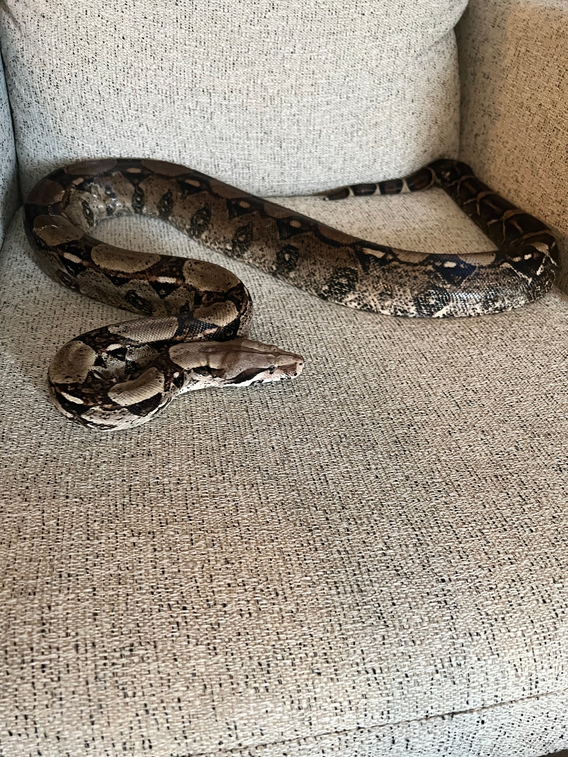 Adult Female Boa Ready To Go Boa Constrictor by Moes retics - MorphMarket