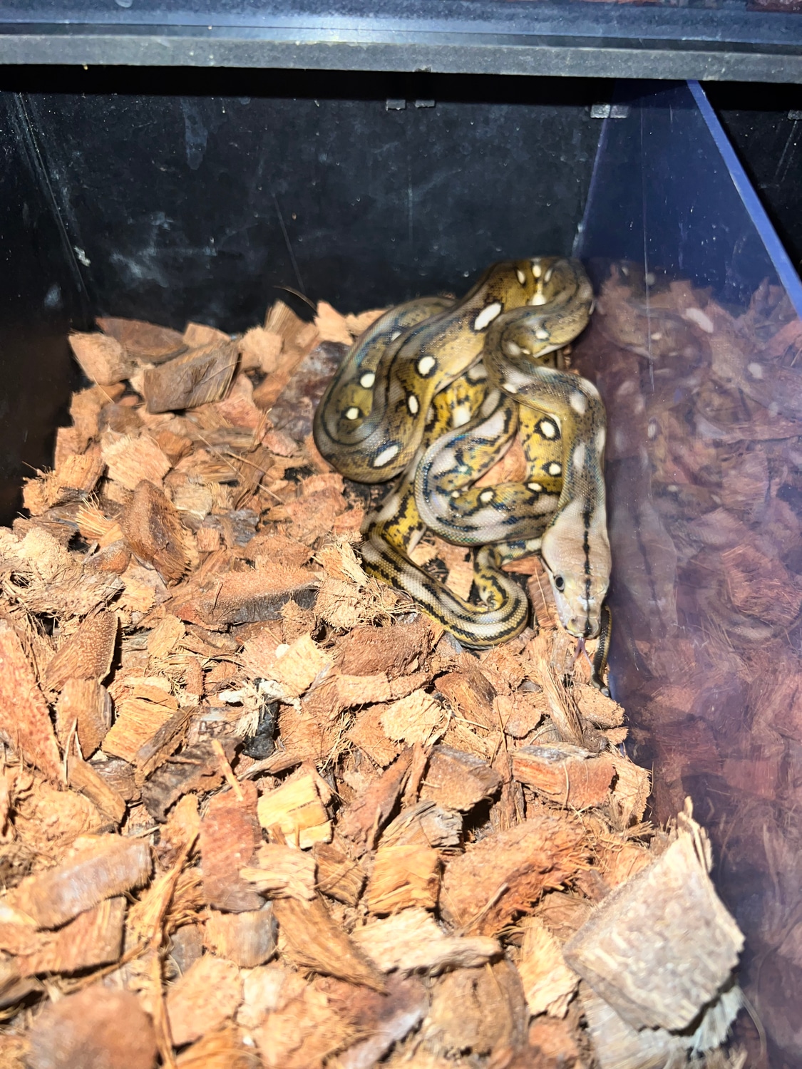 Platinum Motley Tiger Reticulated Python by Moes retics - MorphMarket