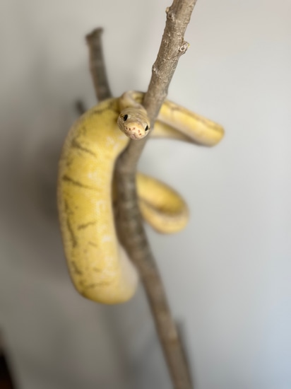 Killer Spinner Enchi Ball Python by Hoggin around exotics