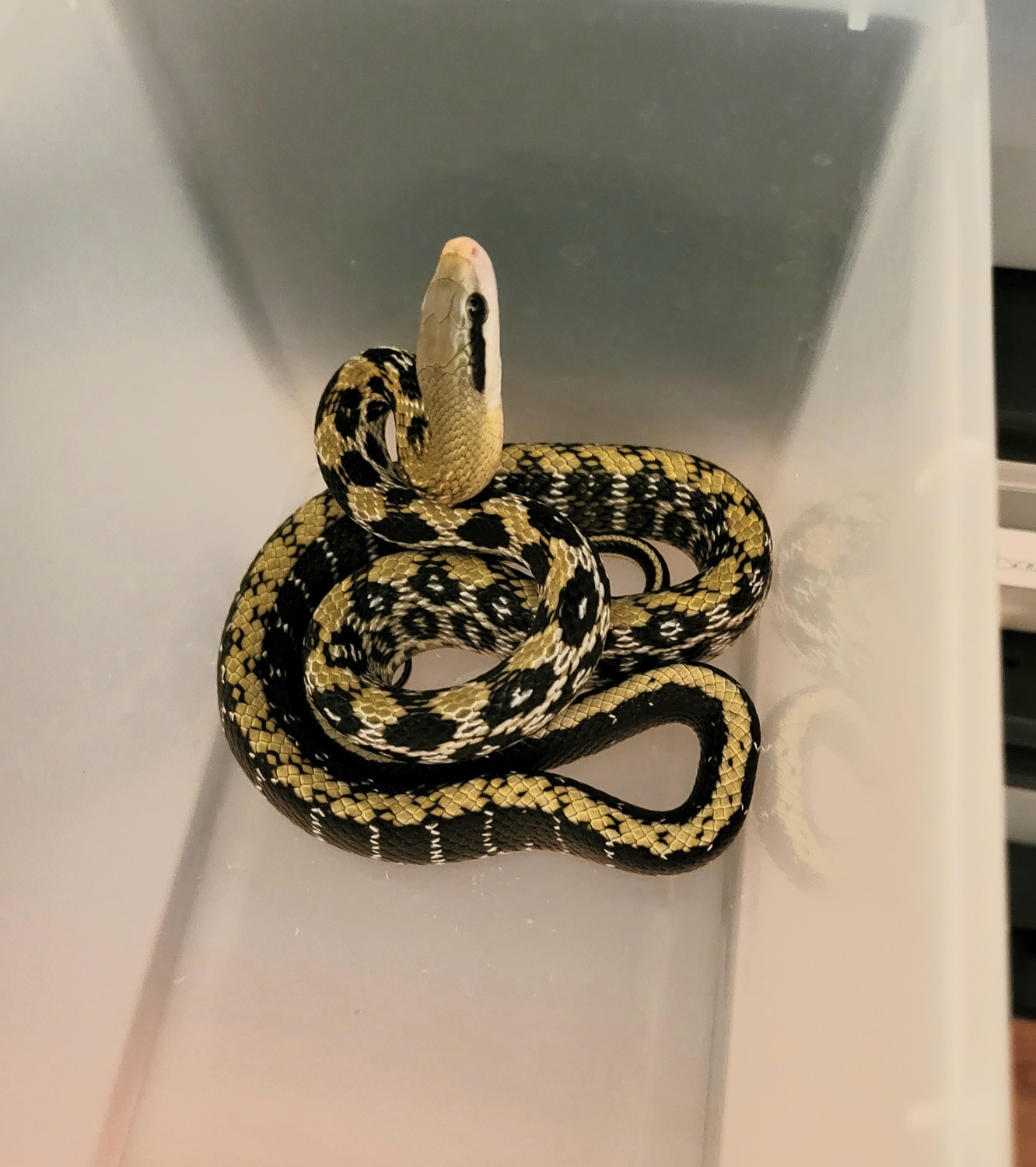 Taiwan Beauty Rat Snake by L&R Reptile - MorphMarket