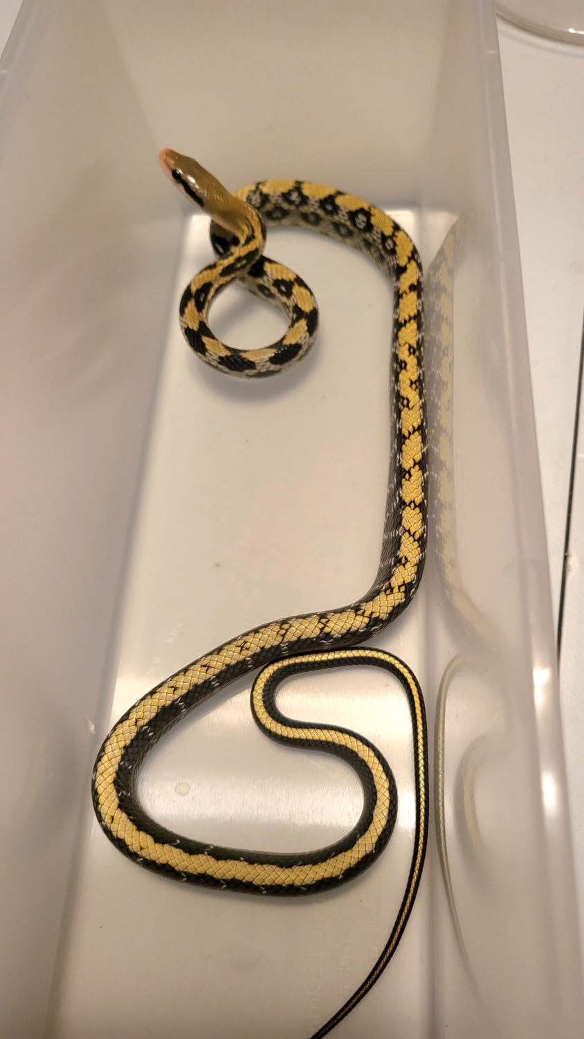 Taiwan Beauty Rat Snake by L&R Reptile - MorphMarket