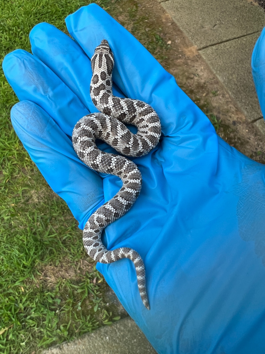 Axanthic Western Hognose by L&R Reptile - MorphMarket