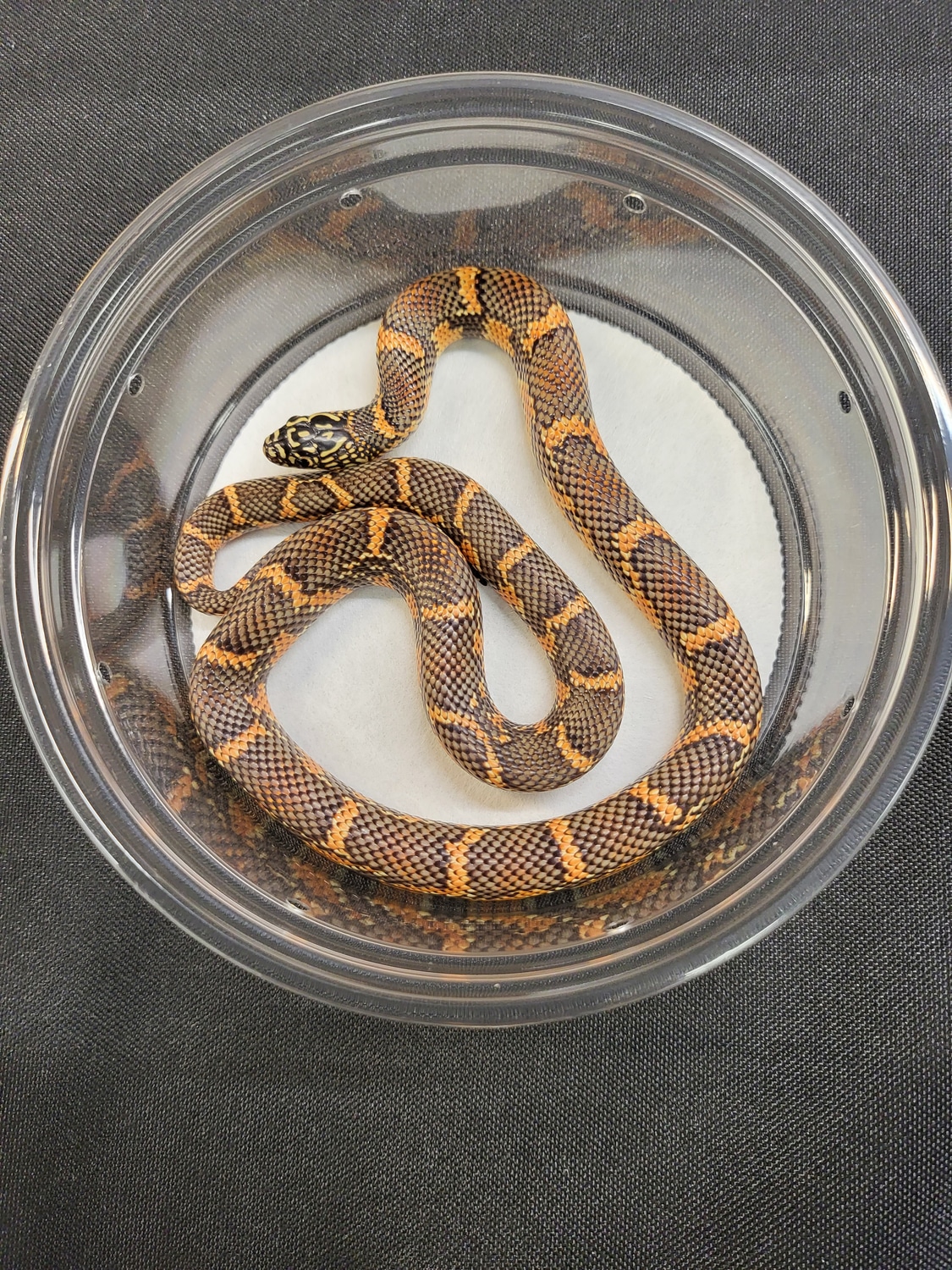 2021 Blotched Kingsnakes Florida Kingsnake by L&R Reptile - MorphMarket