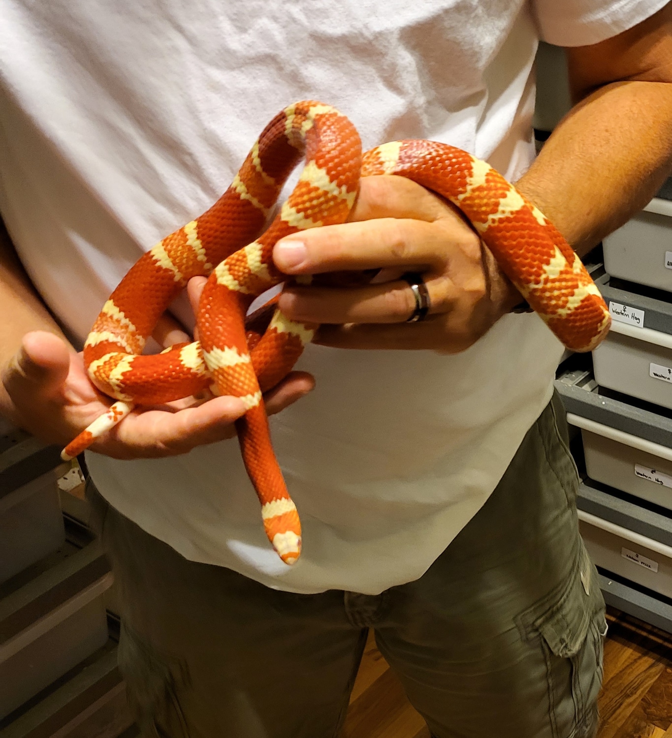 Albino Tangerine Milks Honduran Milk Snake by L&R Reptile - MorphMarket
