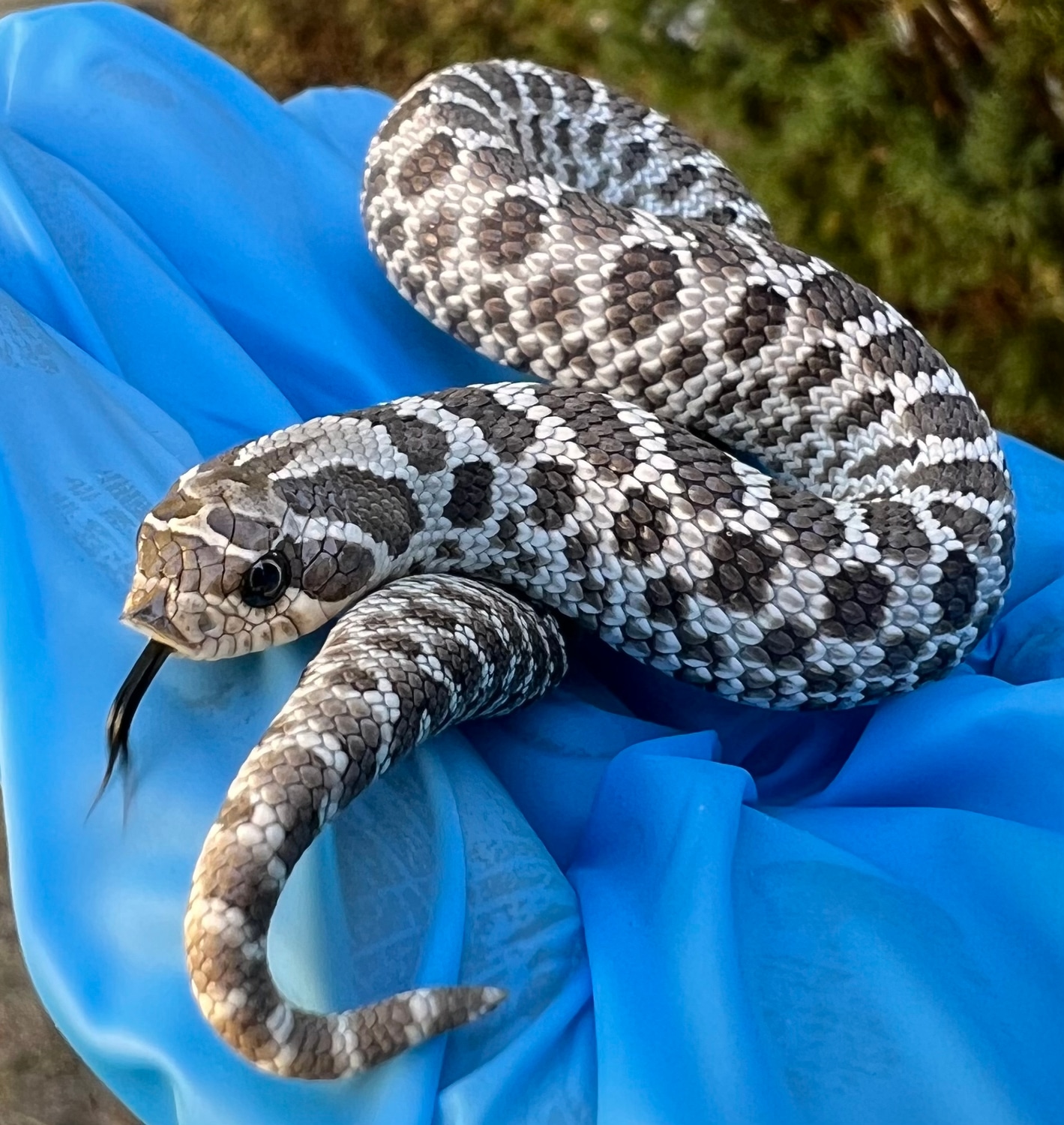 Axanthic Western Hognose by L&R Reptile - MorphMarket